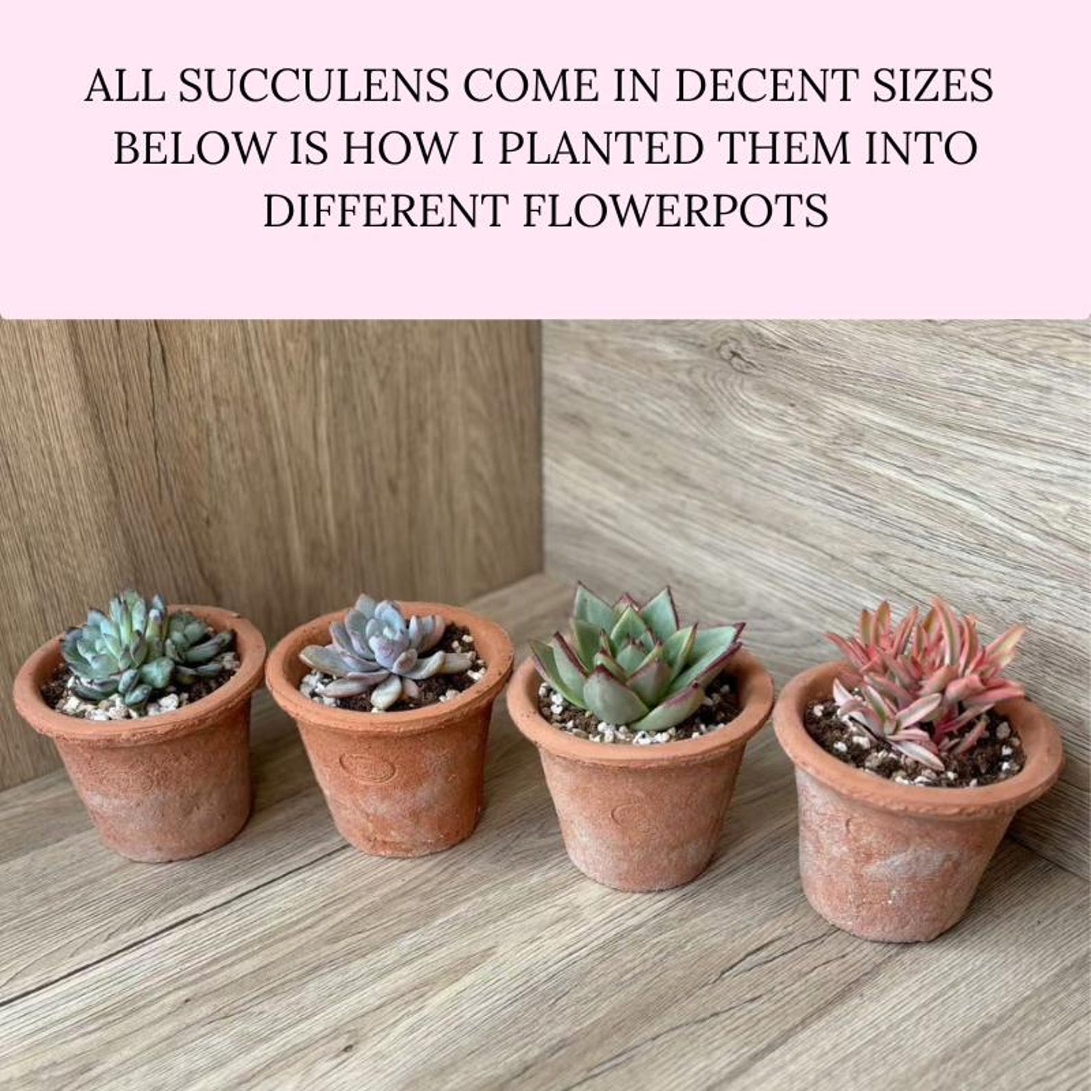 16/30 Pack Assorted Rare Succulent Plant Set for Indoor and Outdoor ...