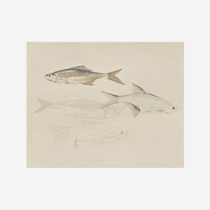 Printable Vintage Fish Sketch Wall Art, Neutral Rustic Office Decor ...