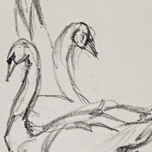 Antique Swan Sketch | Downloadable Prints | Print Yourself | Digital ...