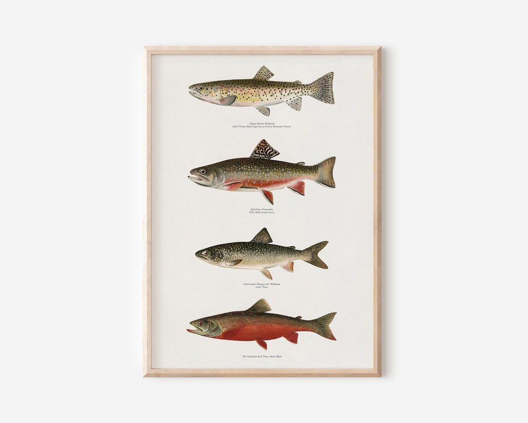 Fish Art Print Downloadable Prints | Vintage Trout Nature Wall Art ...