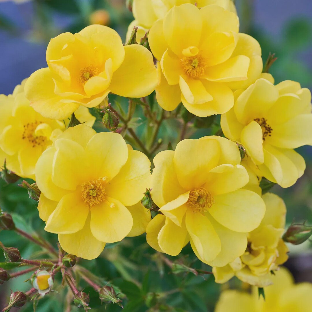 50 Golden Age Rose Seeds - Fresh Seeds - Etsy UK