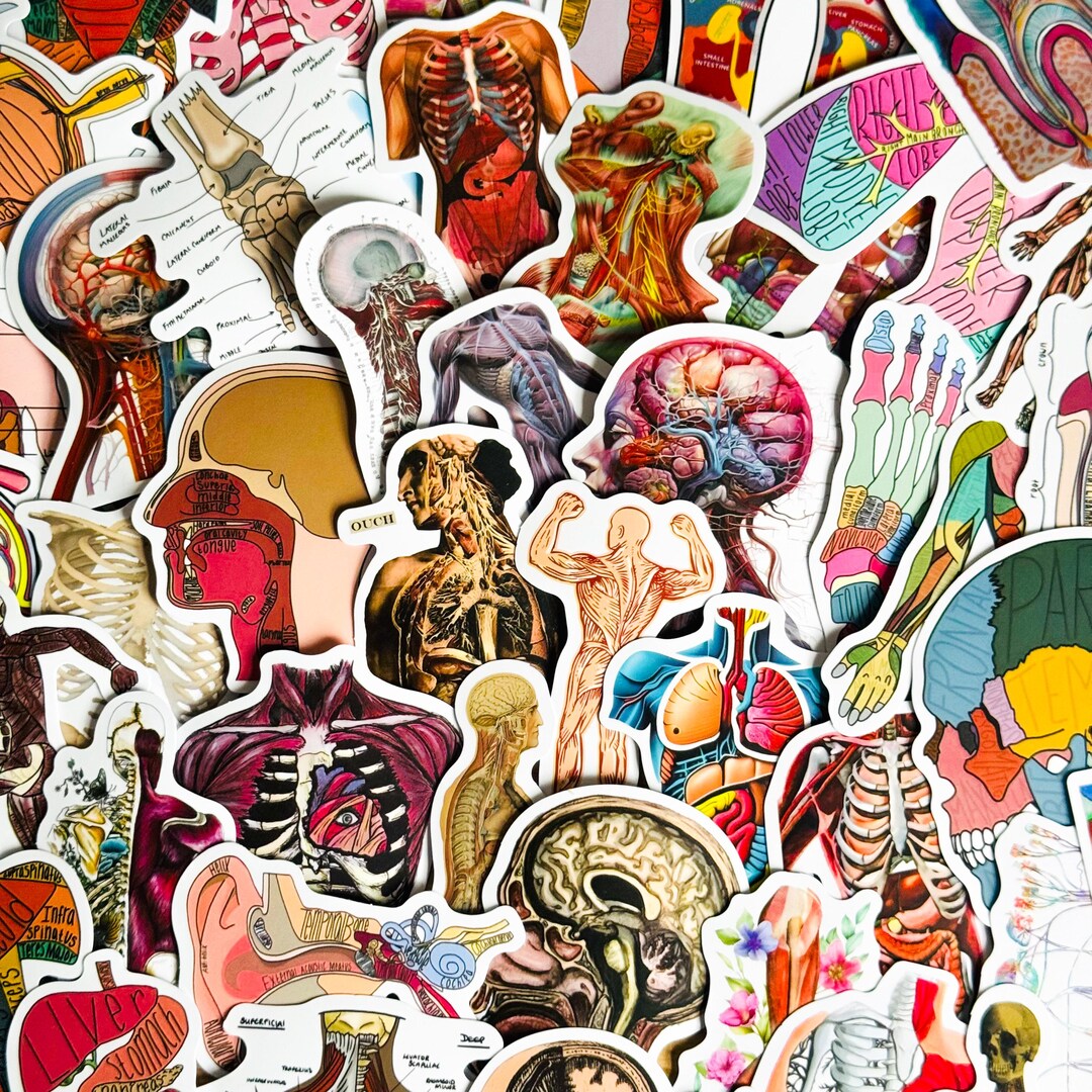 50 Pcs Science Anatomy Stickers Pack, Medical Study Decals, Artistic ...