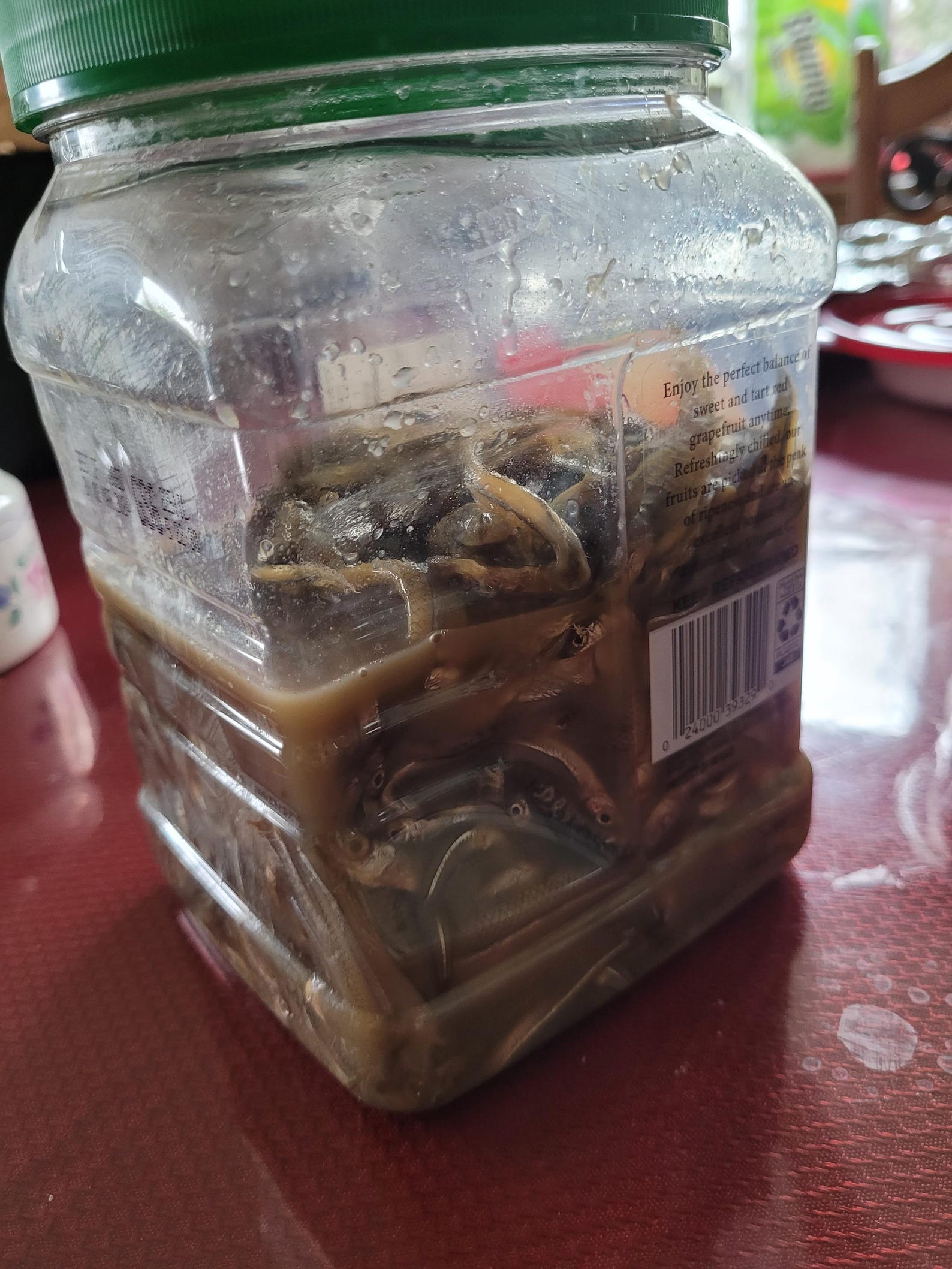 Fermented Salted Anchovy,(ginamos) Fresh Anchovies, No Preservatives ...