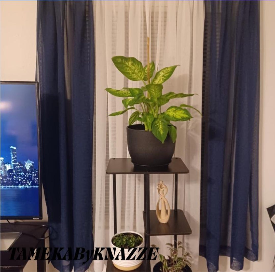 Dieffenbachia Live Plant – 1 Foot Tall Indoor Houseplant, Easy Grow ...