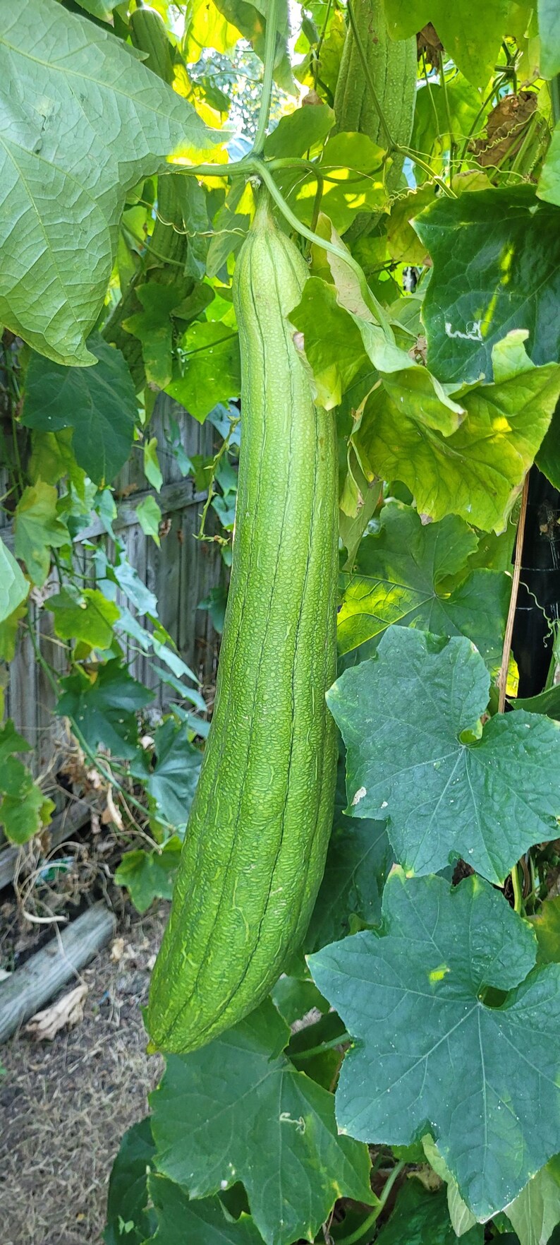 Natural Loofah Scrub - Etsy