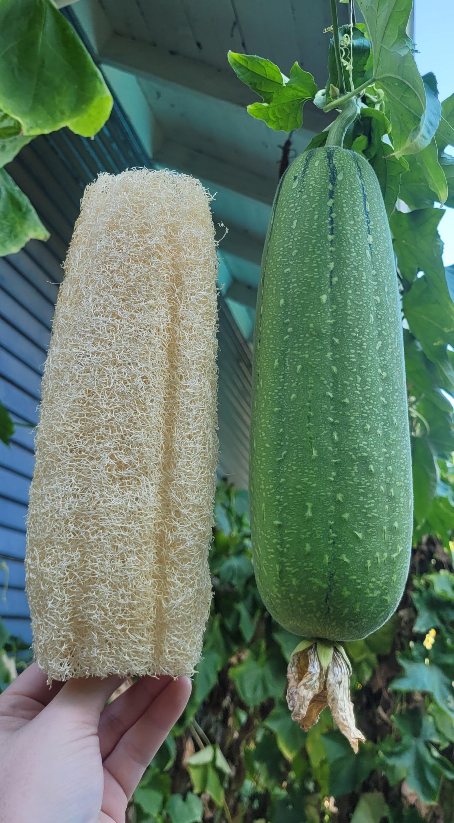 Natural Loofah Scrub - Etsy