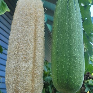 Natural Loofah Scrub - Etsy