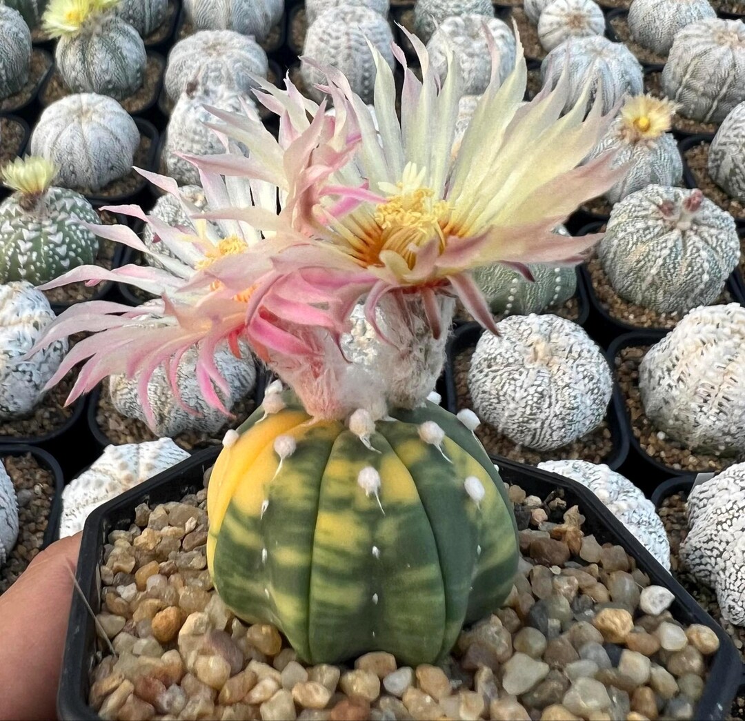 Astrophytum Seeds Mix - Etsy