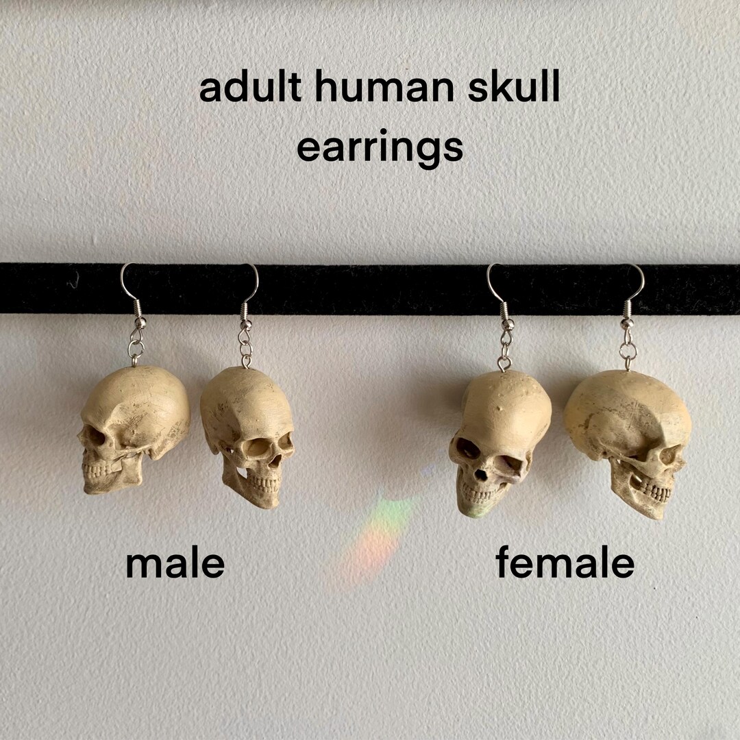 Anatomically Accurate Human Adult Skull Earrings - Etsy