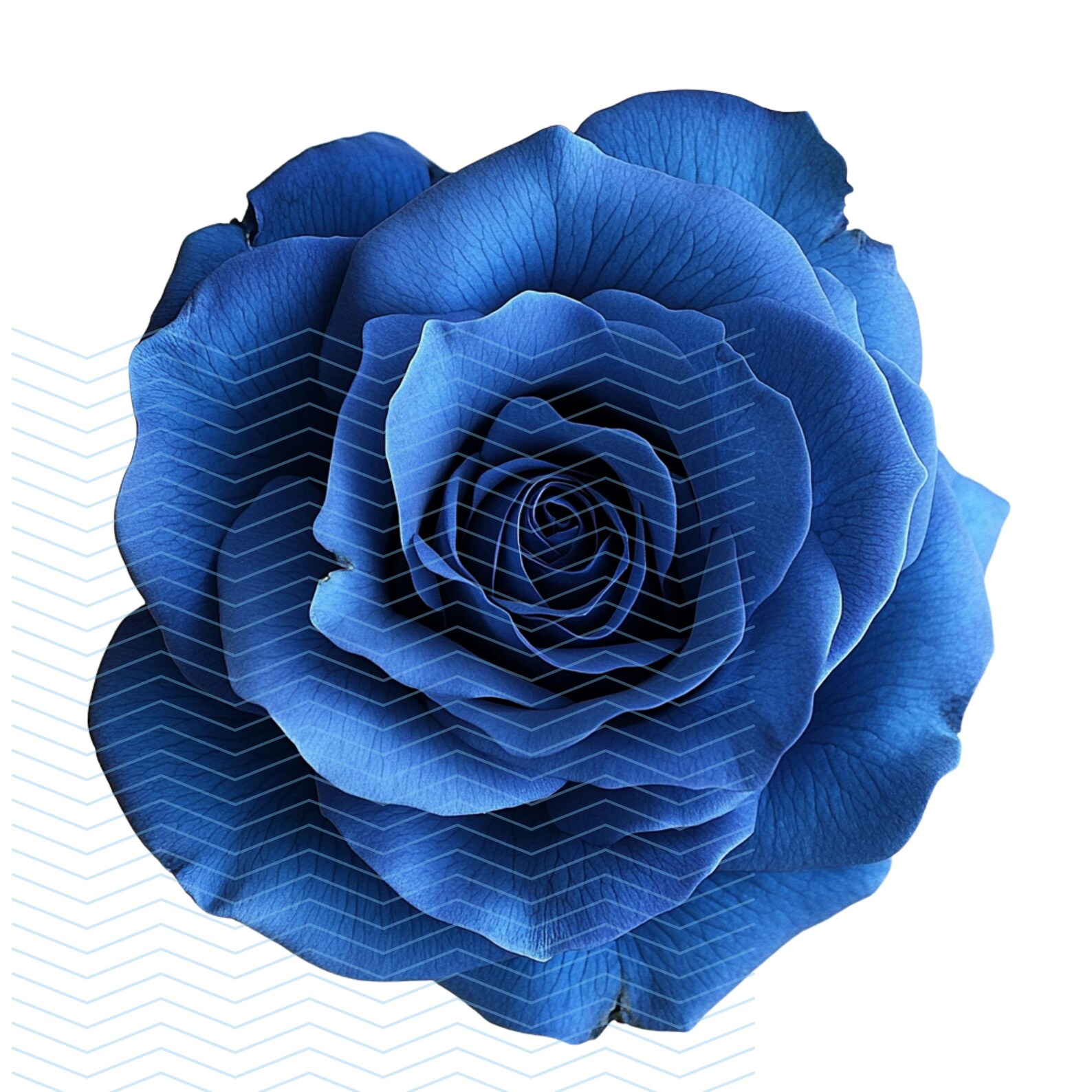 Blue Roses Clip Art Collection: 10 PNG Images, Sublimation Design ...