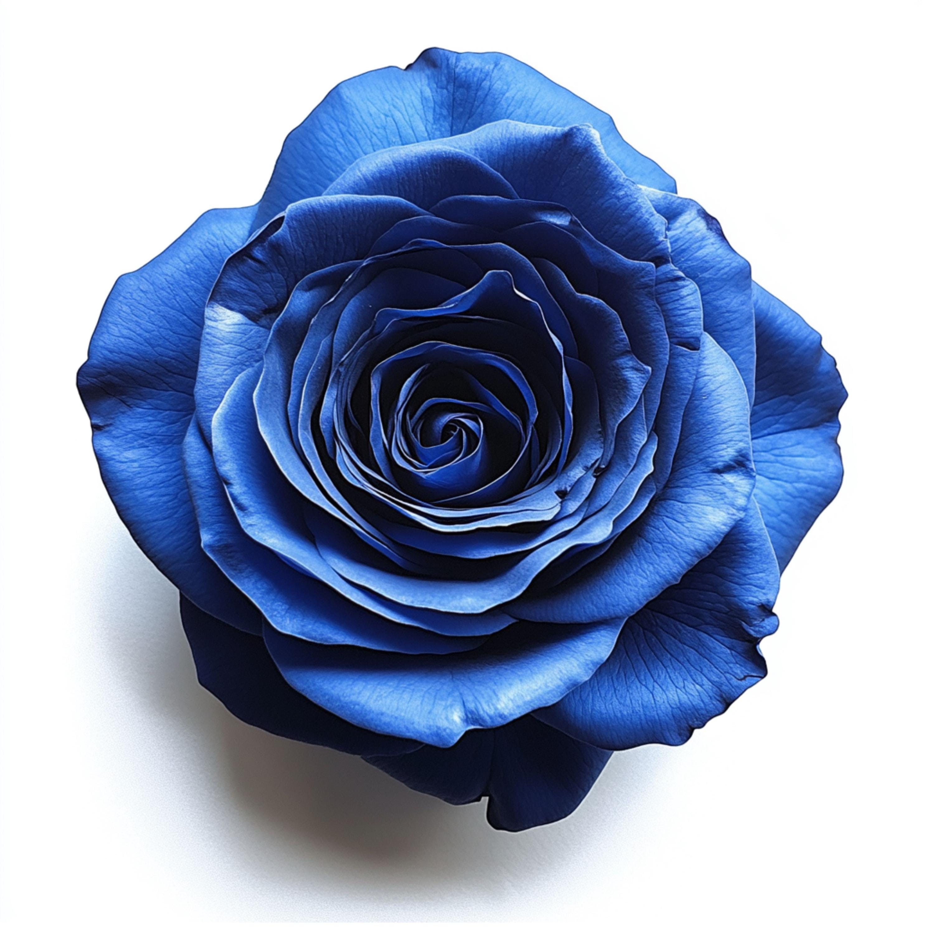 Blue Roses Clip Art Collection: 10 PNG Images, Sublimation Design ...