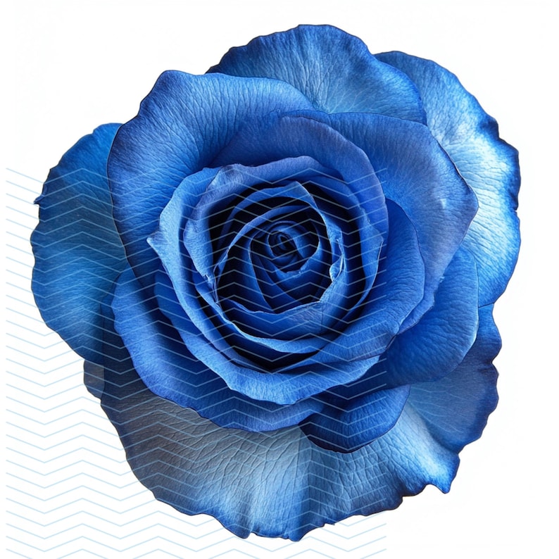 Blue Roses Clip Art Collection: 10 PNG Images, Sublimation Design ...