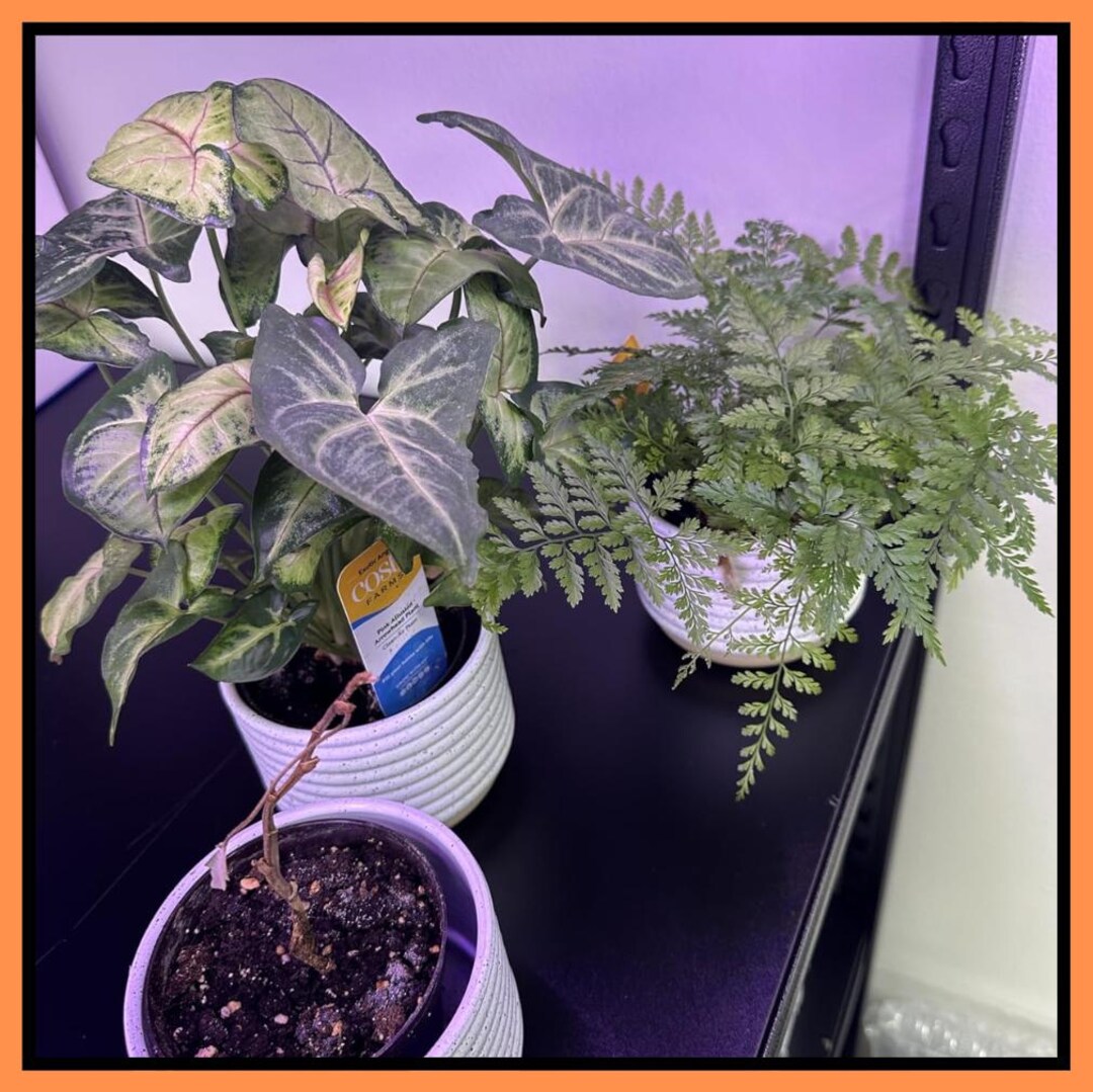 Live Plants (3 Pack), Easy to Grow Real Indoor Houseplants, Air ...