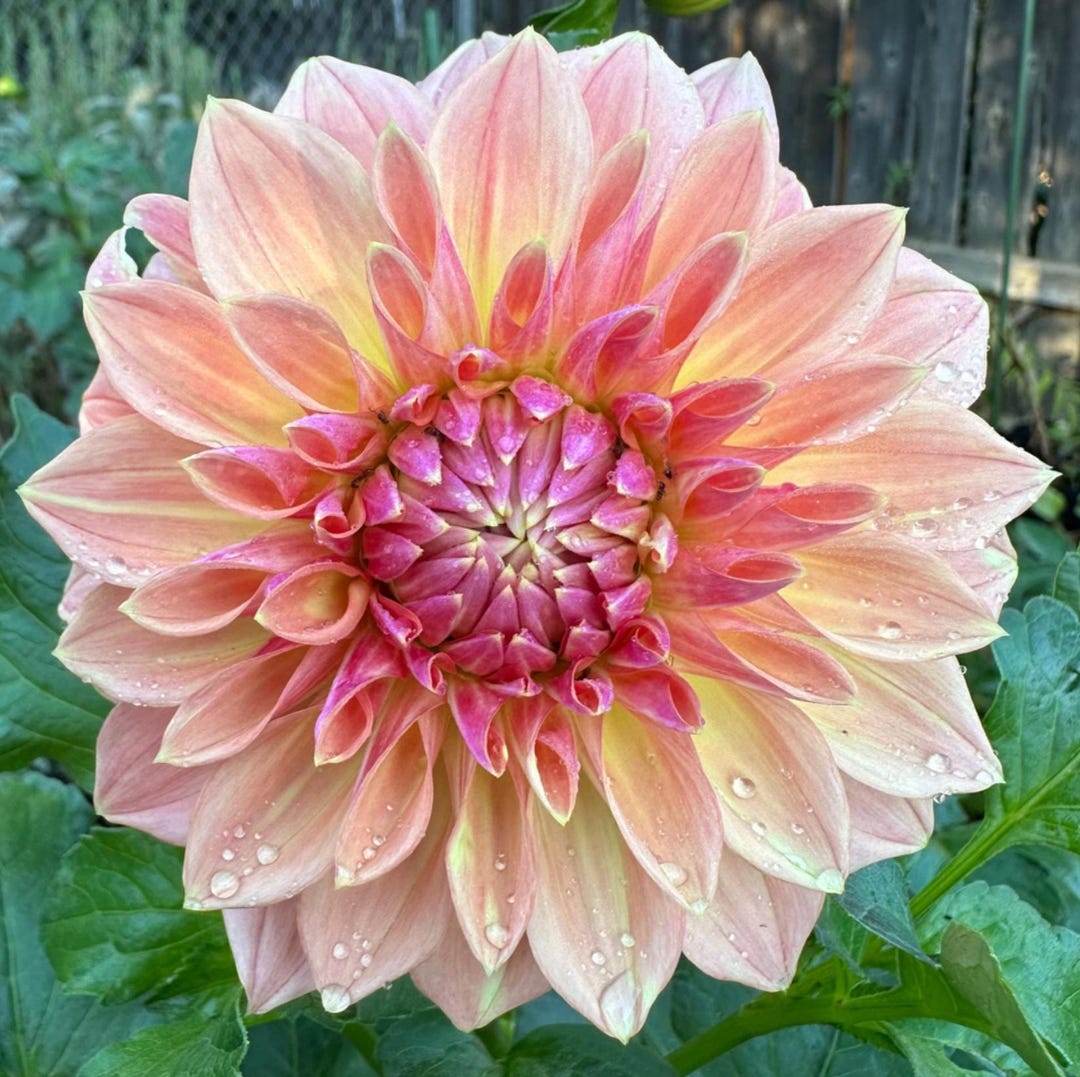 Bloomquist Alan - Dahlia Tuber - Etsy