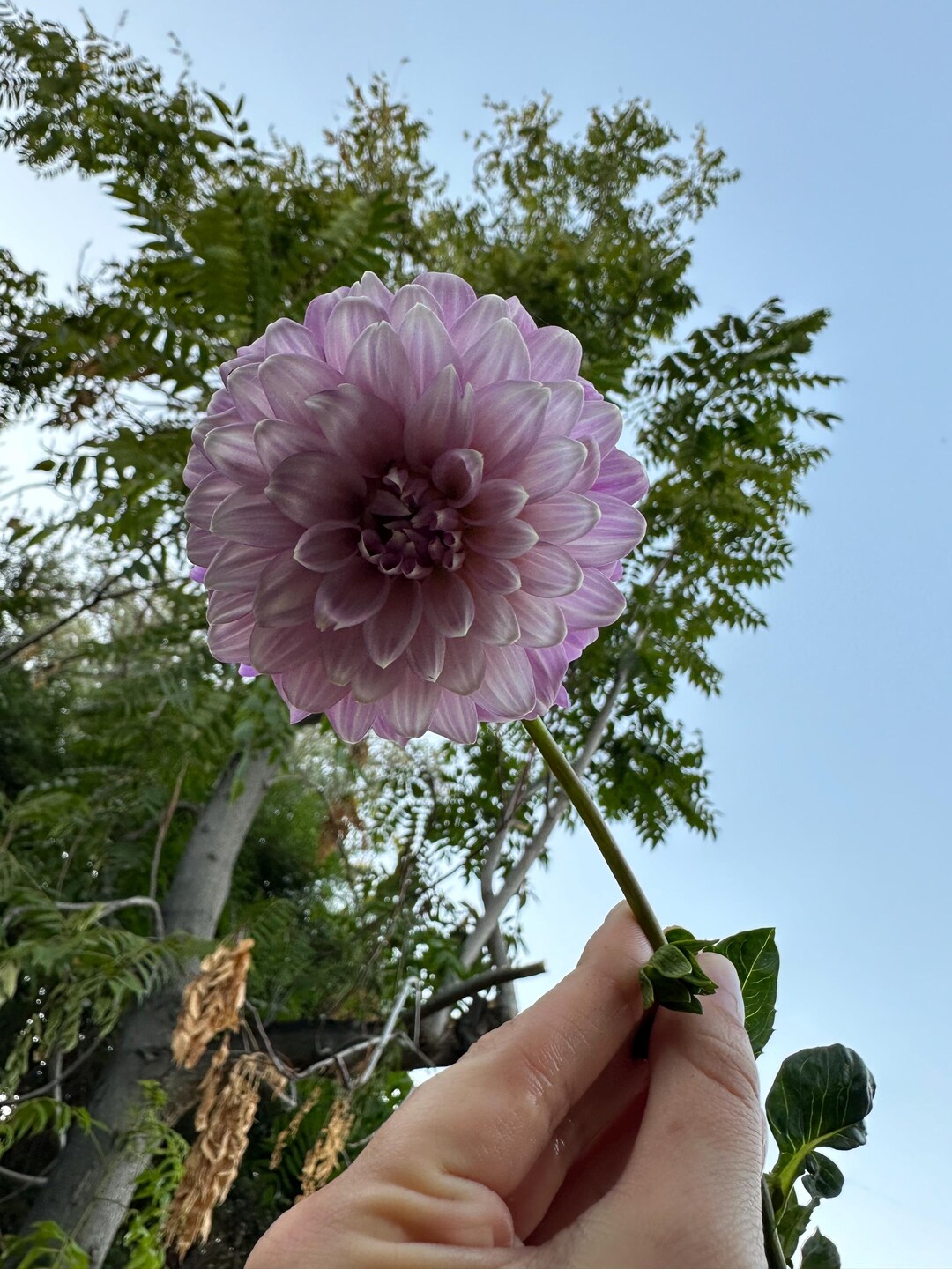 Bloomquist Clear Delight - Rooted Dahlia Cutting - Etsy