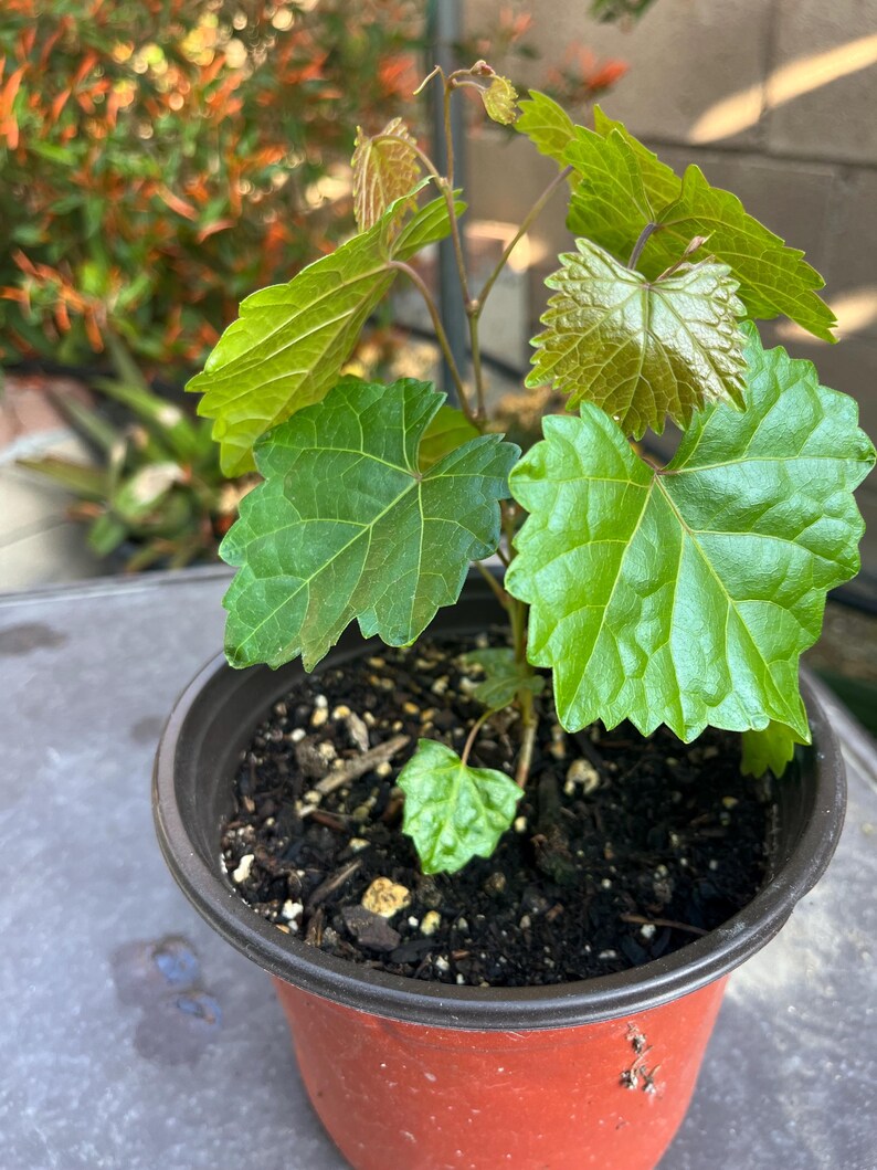 Muscat Grape Plant/ Grown Out of Super Large Korean Muscat Grapes - Etsy