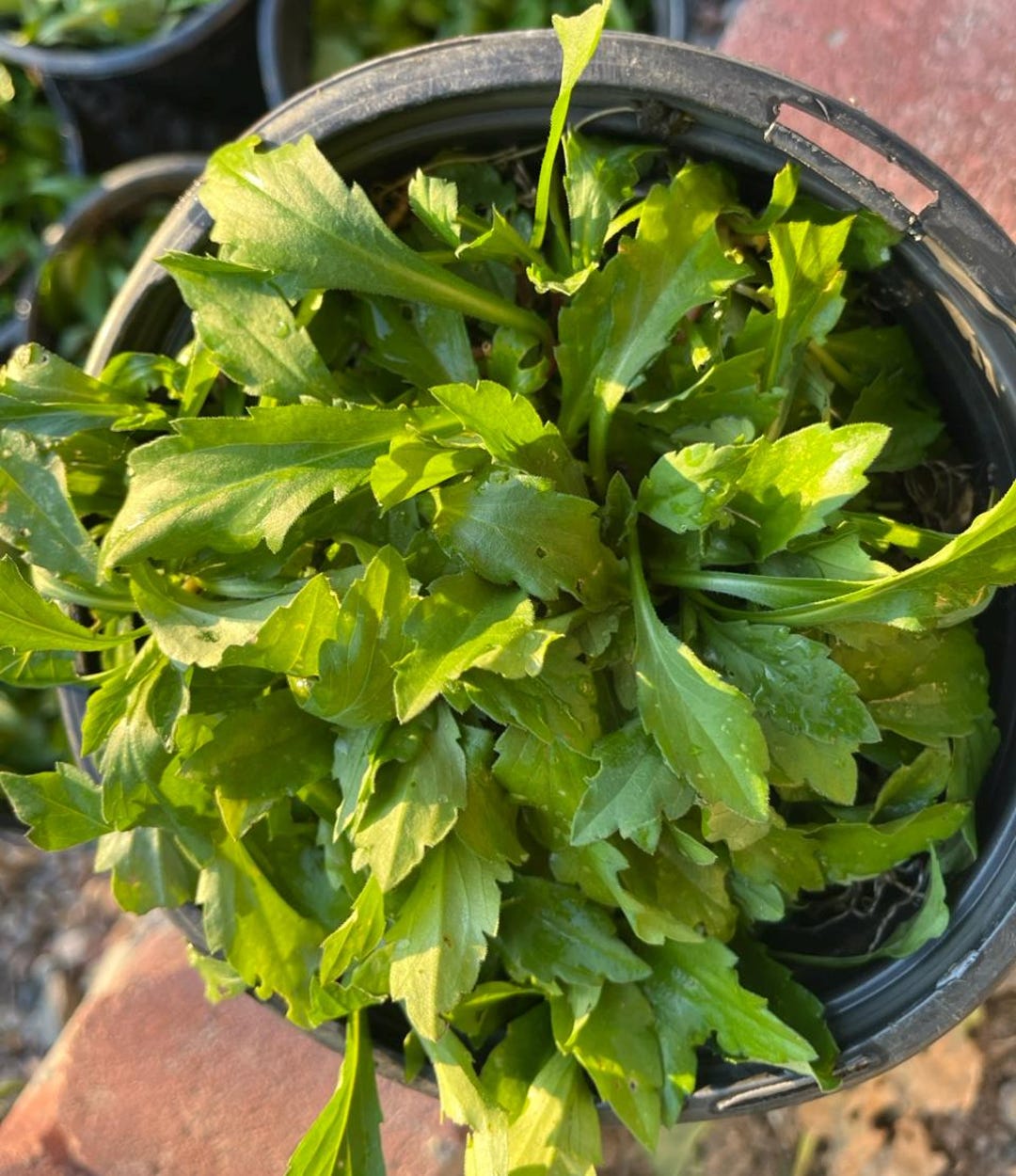 Edible Wild Herb—ma Lan Tou (马兰头)/ Indian Aster/indian Kalimeris ...