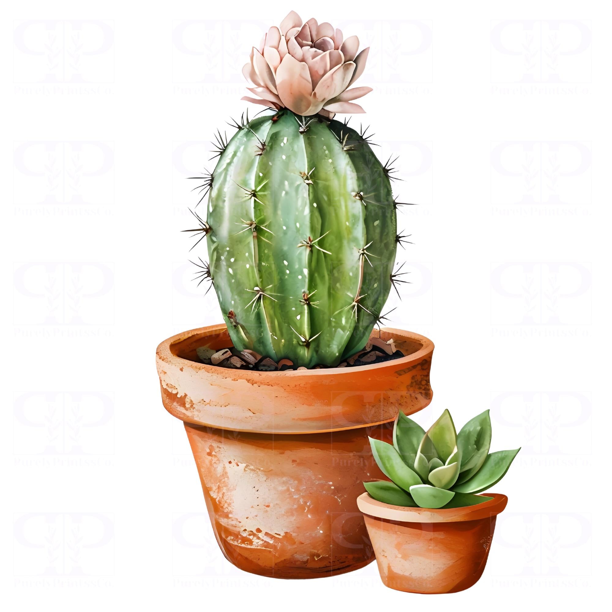 Watercolor Cactus Clipart Bundle: Succulent PNG Images (digital ...