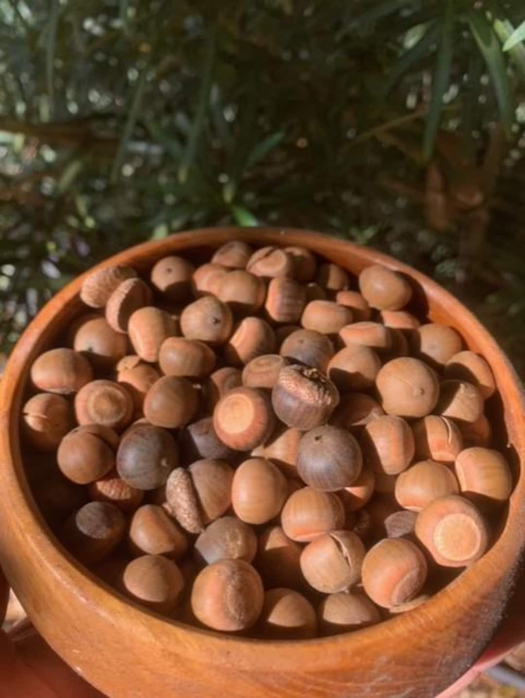 Live Oak Acorns Bulk -2 Pounds - Etsy