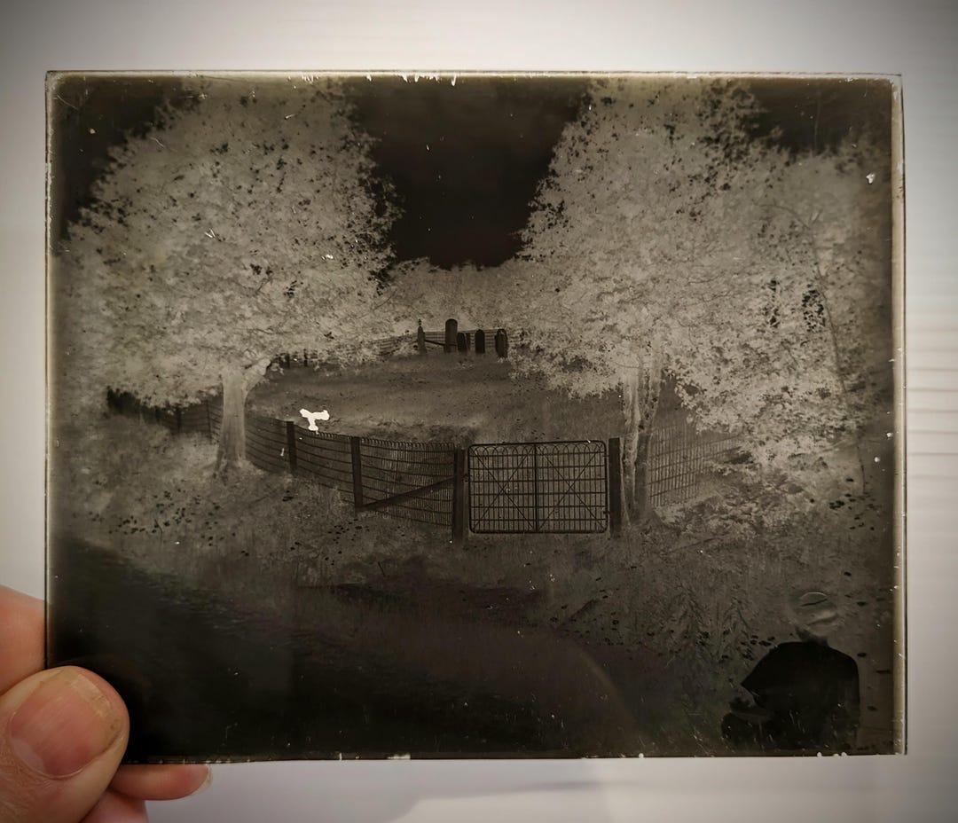 Antique Glass Photograph Negative - Dog Kennel. Circa 1903 - 1910, Half ...