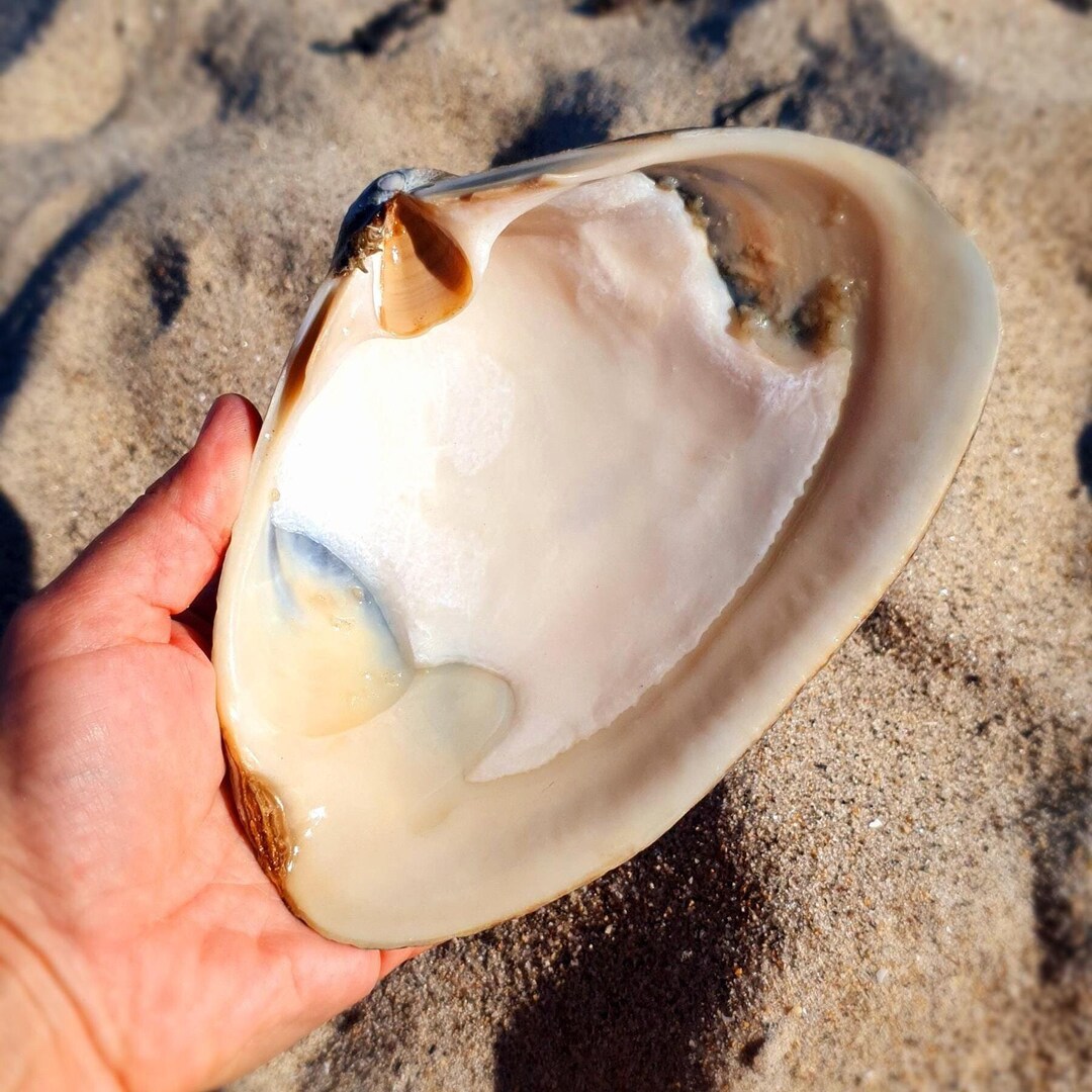 Jumbo Clam Shells, Crane Beach Large Clam Shells for Decoupage, Craft ...