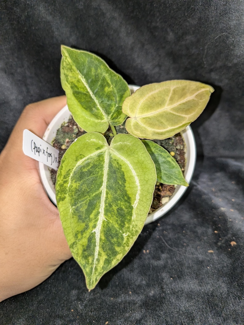 Anthurium abigarrado (Papillilaminum x forgetii) x crystalinum rojo ...