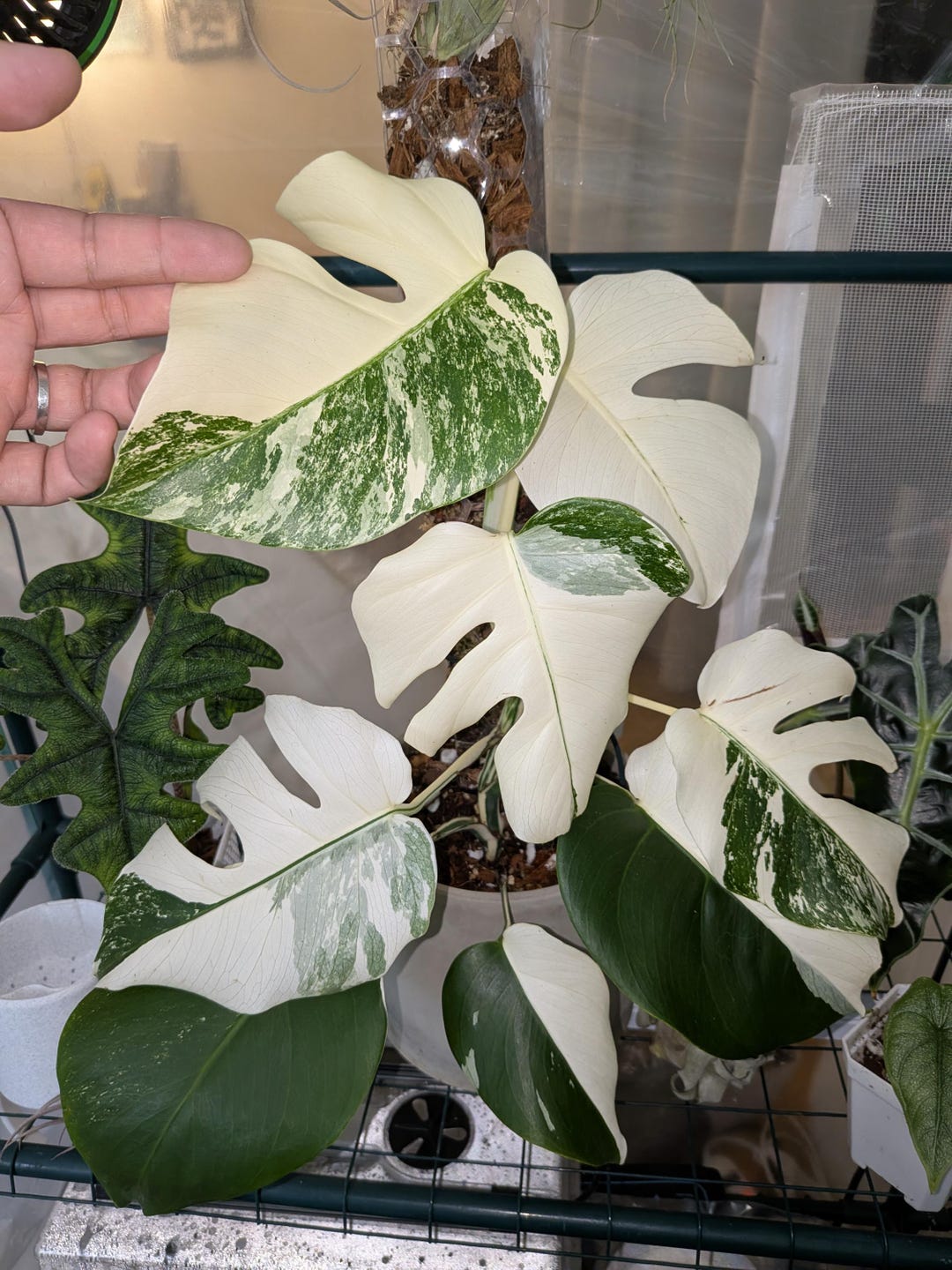 High Variegated Monstera Albo With Half Moon - Etsy