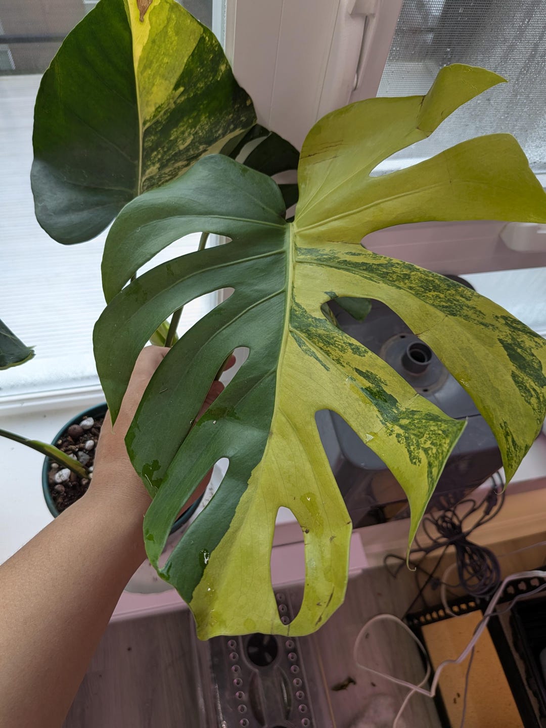 Large Form Monstera Aurea - Etsy