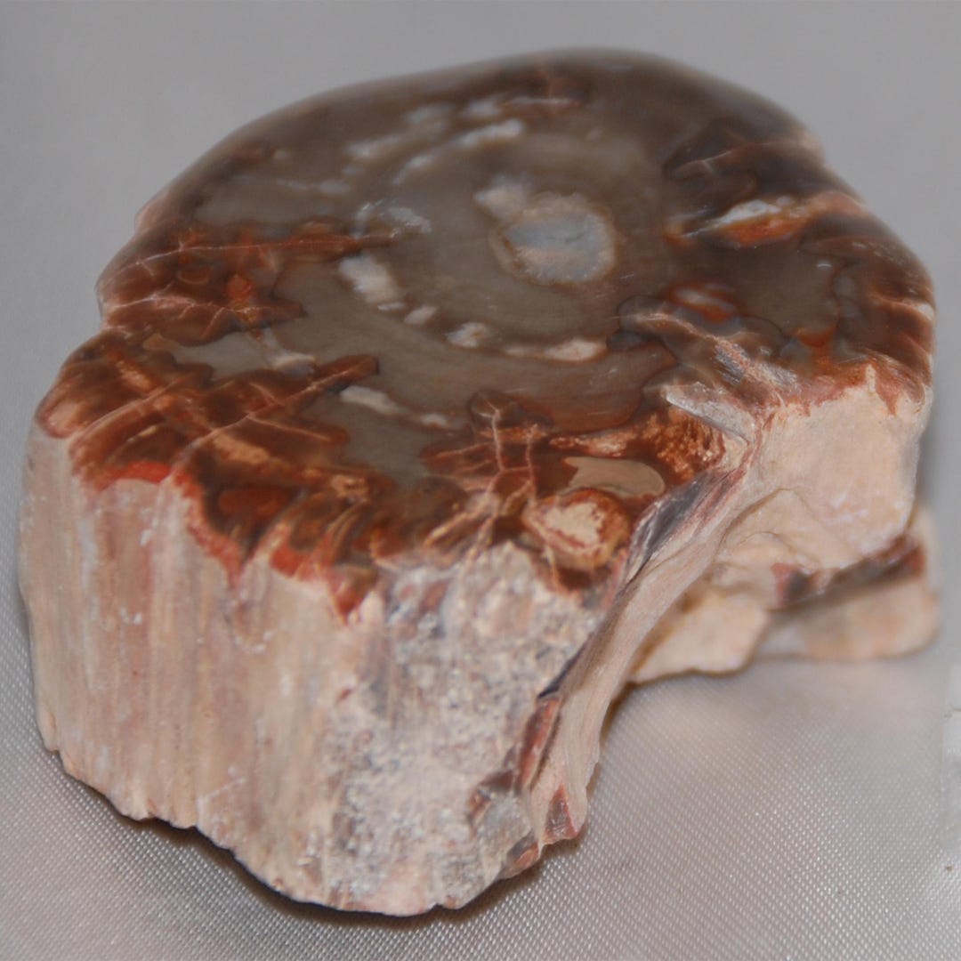 Petrified Wood Branch - Etsy