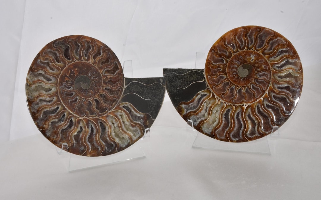 Ammonite Pair, Large Fossil | Stone Fossilized Nautilus Shells - Etsy