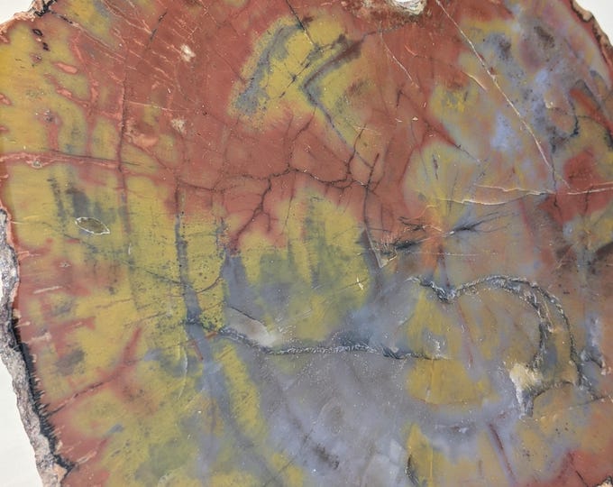 Petrified Wood Slice Fossilized Tree Rocks and Minerals Large Fossil ...