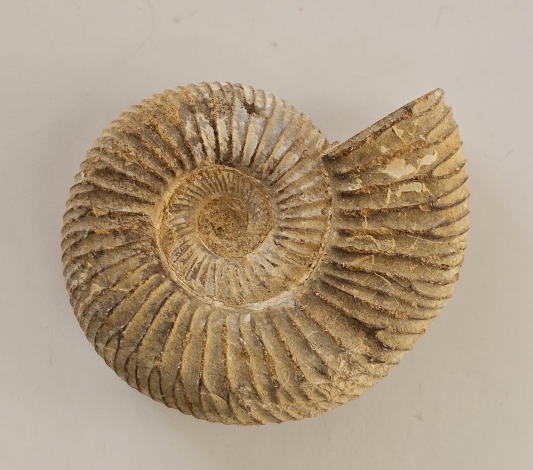 Ammonite Perisphinctes Nautilus Shell Small Fossil, Stone - Etsy