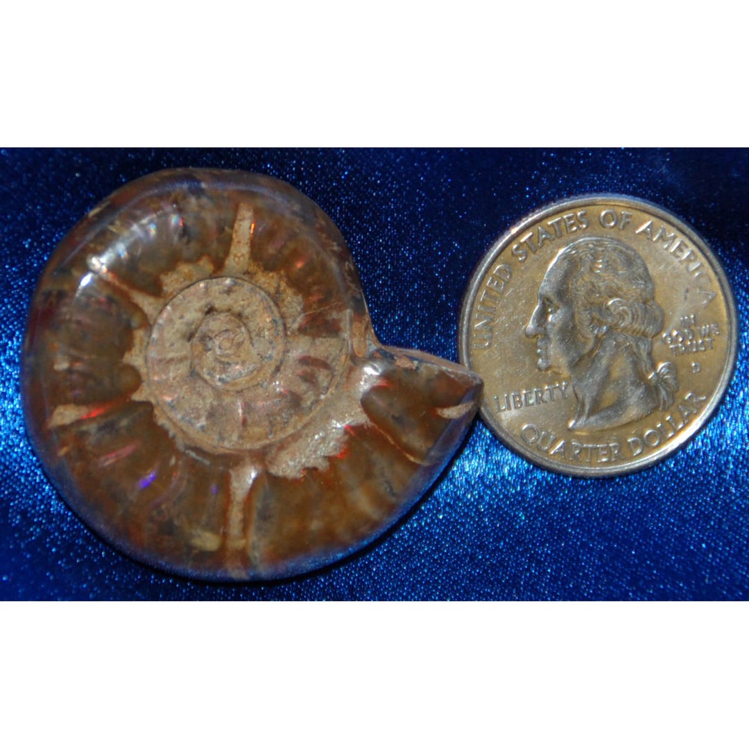 Ammonite With Opalescent Stone Fossil Rock Snail Cephalopod Shimmer ...