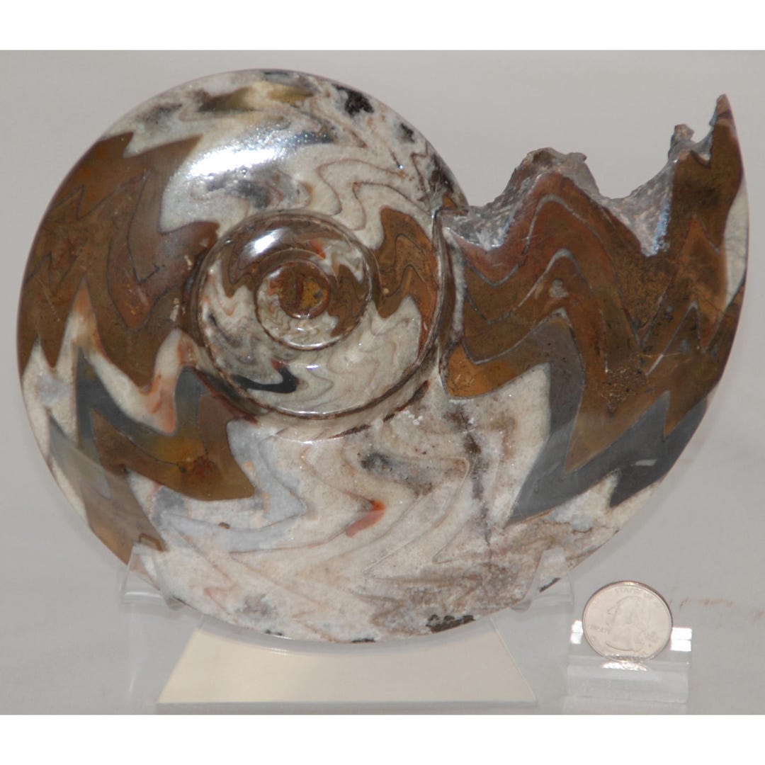 Ammonite Goniatite Nautilus Shell Fossil Very Large Moroccan - Etsy
