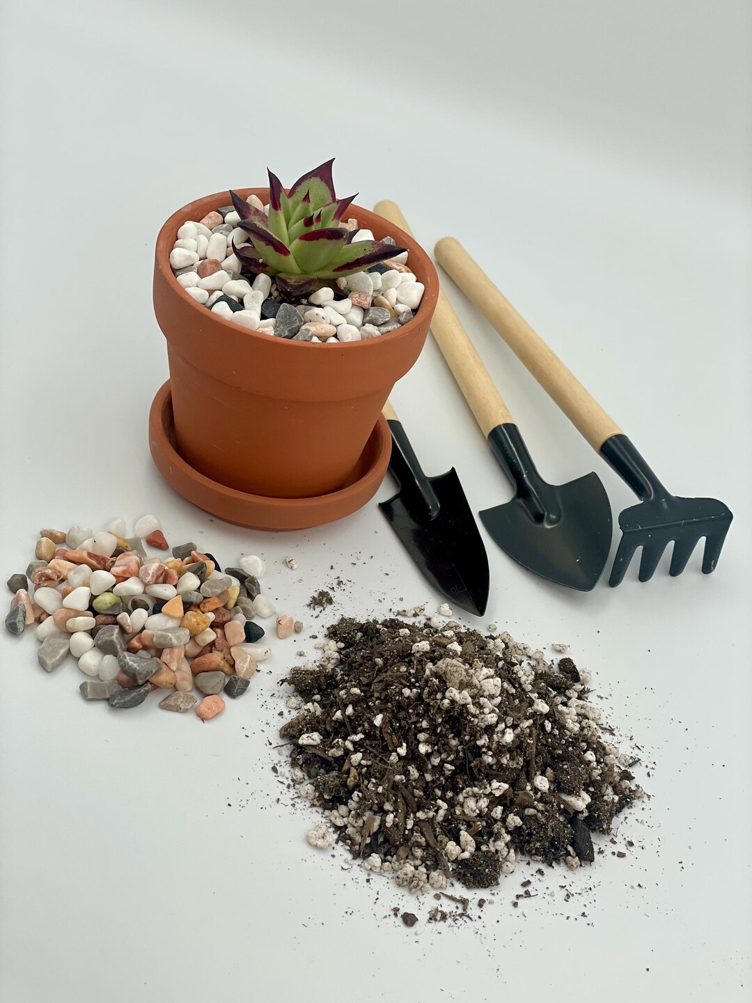 DIY Live Succulent Kit With Terracotta Pot and Saucer, Mystery ...