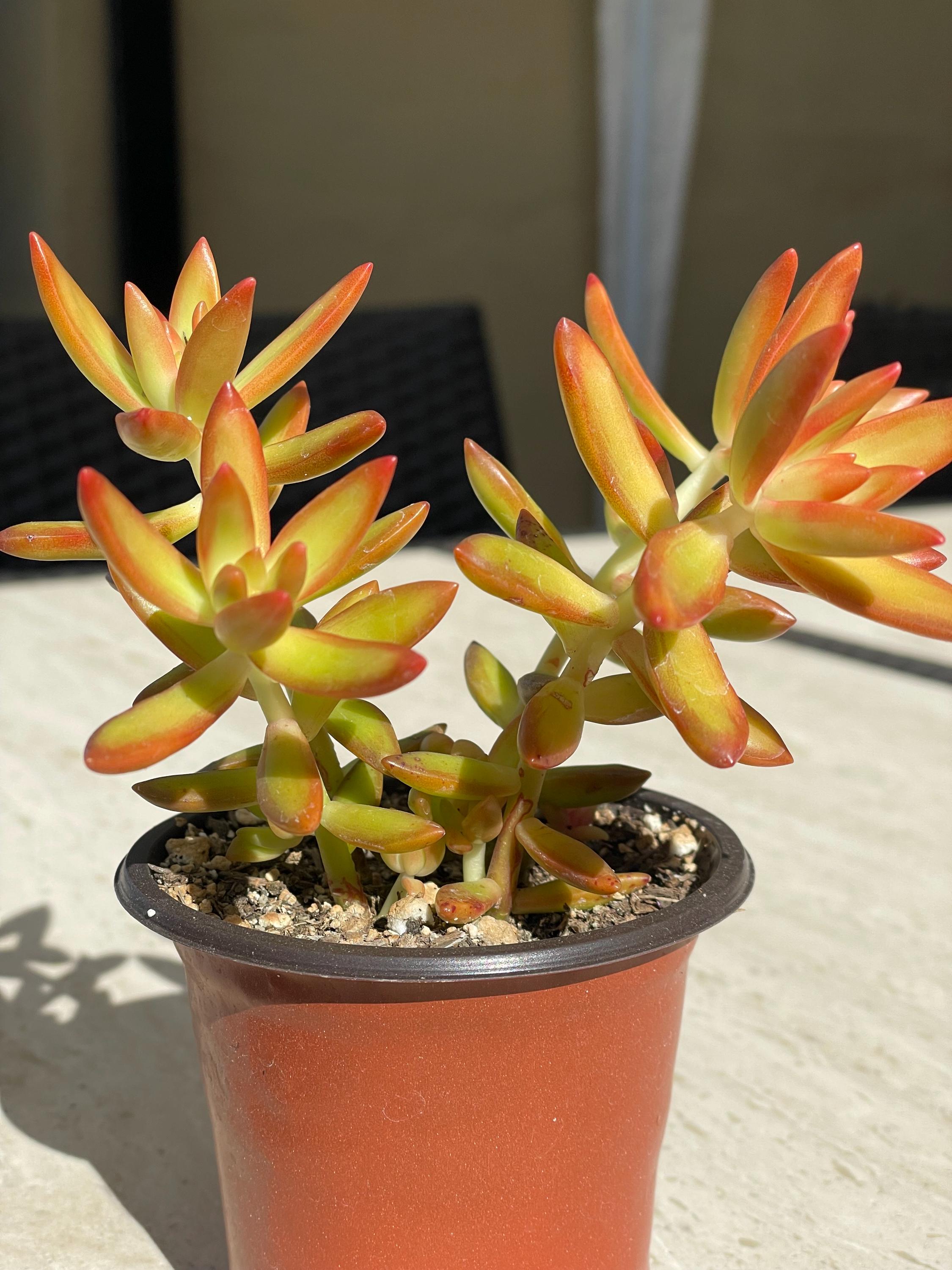 2”, 3.5” Sedum Adolphii Firestorm Succulent Plant, Aloe, Red Plant ...