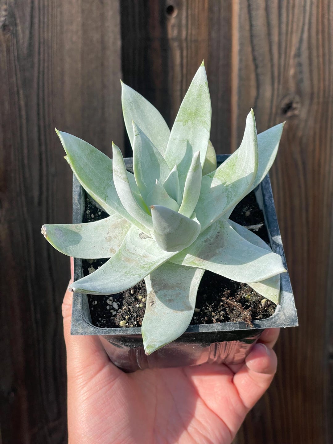 Dudleya Brittonii - EXACT ONE, Giant Chalk Dudleya, Rare Succulent ...