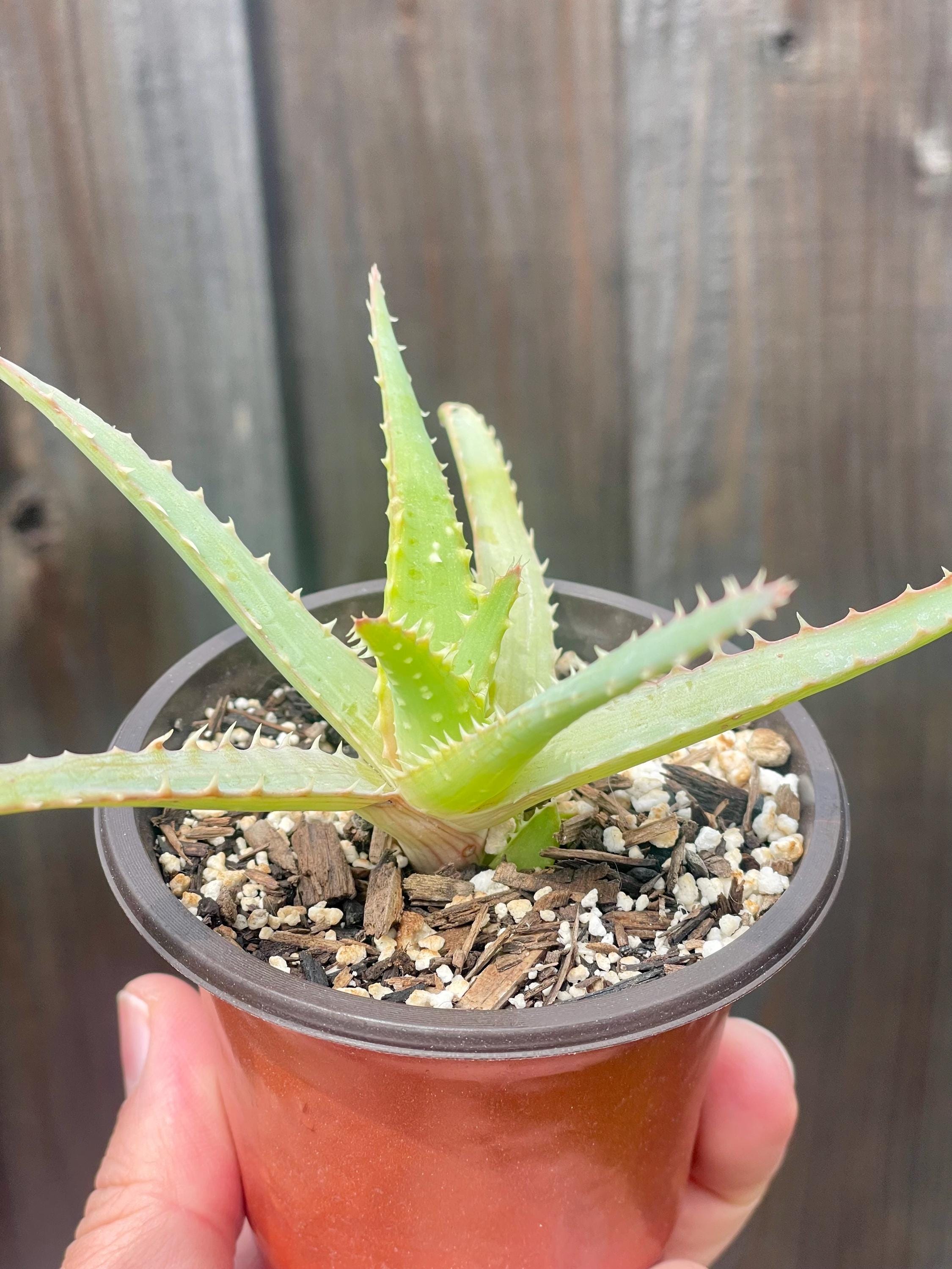 Aloe X Spinosissima - EXACT ONE, Aloe Hybrid, California Aloe, Rare ...
