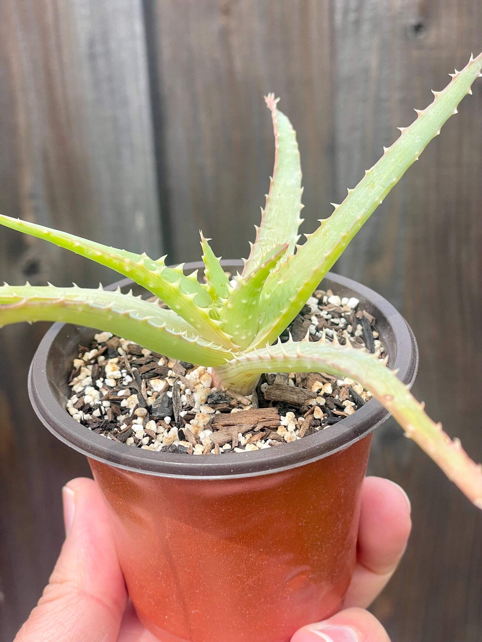 Aloe X Spinosissima - EXACT ONE, Aloe Hybrid, California Aloe, Rare ...
