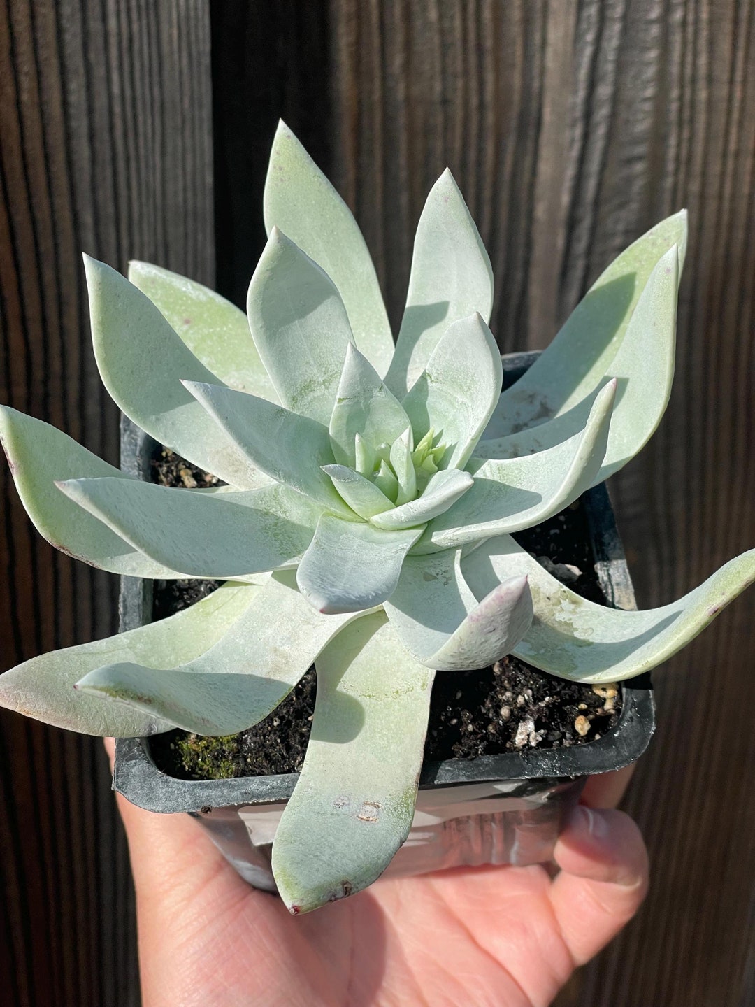 Dudleya Brittonii - EXACT ONE, Giant Chalk Dudleya, Rare Succulent ...