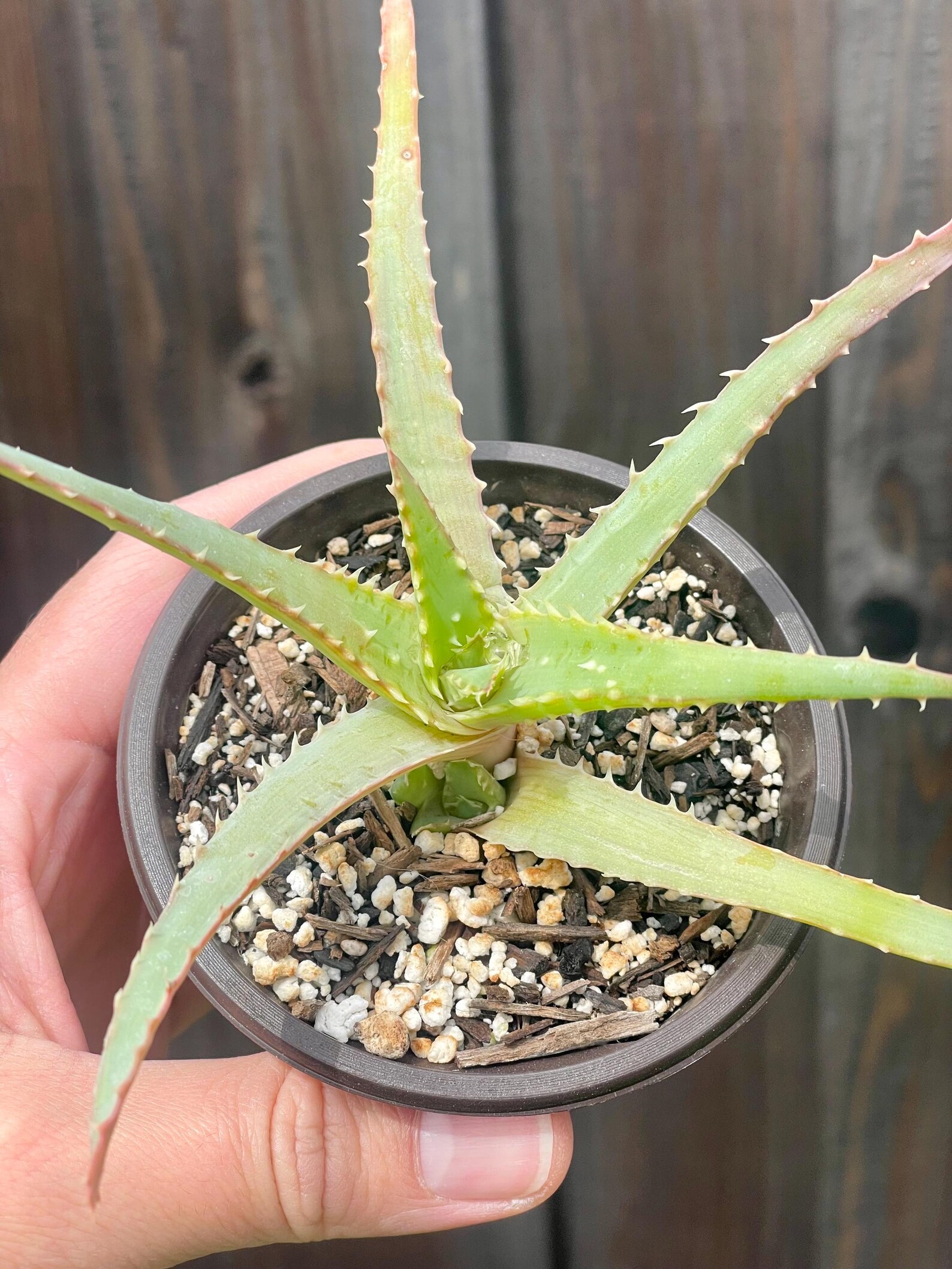 Aloe X Spinosissima - EXACT ONE, Aloe Hybrid, California Aloe, Rare ...