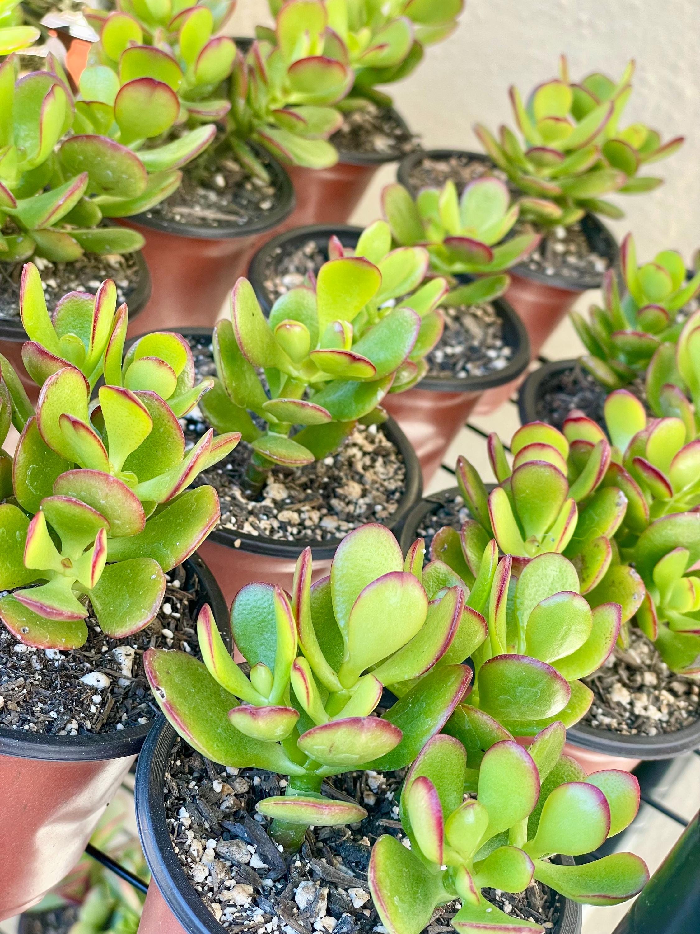 Crassula Ovata “jade Plant”, Succulent, Succulents, Plants, Red Plants ...