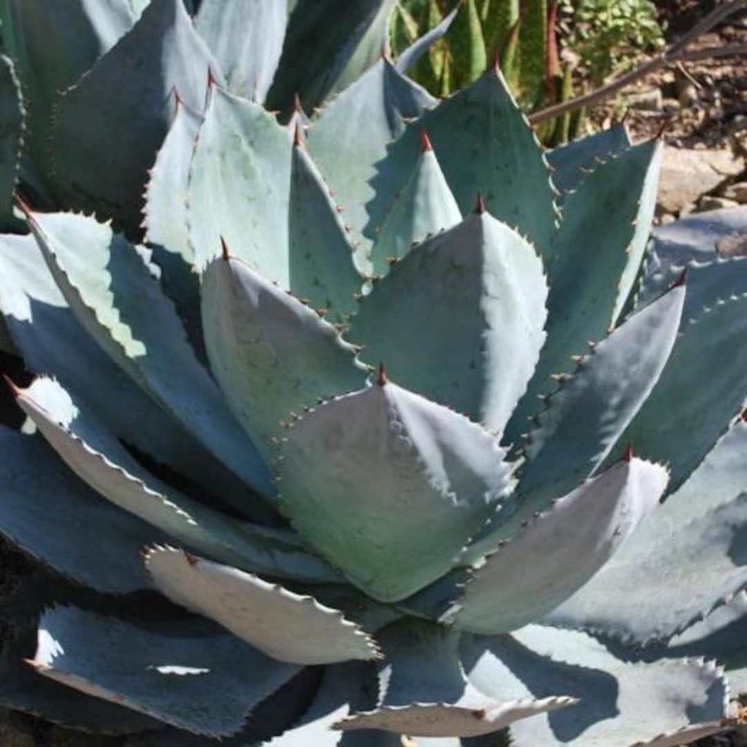 Agave Pygmae “dragon Toes", Rare Agave, Baby Plant, Drought Resistant ...