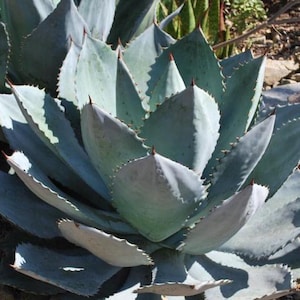 Agave Pygmae “dragon Toes", Rare Agave, Baby Plant, Drought Resistant ...