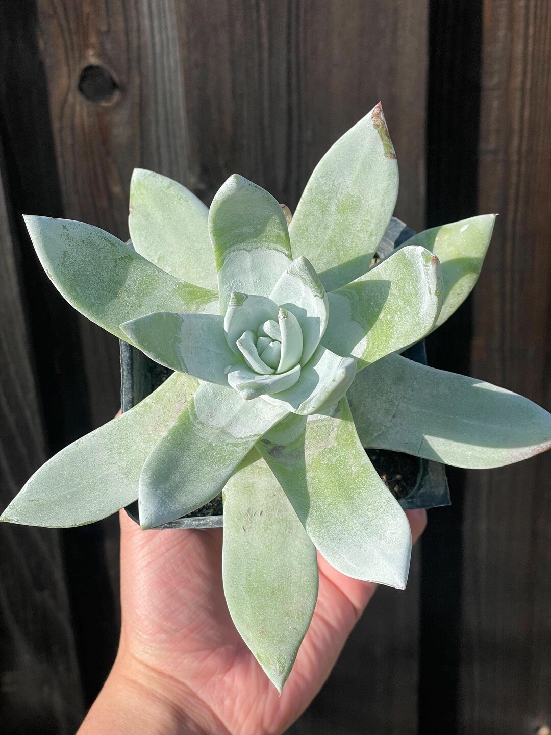 Dudleya Brittonii - EXACT ONE, Giant Chalk Dudleya, Rare Succulent ...
