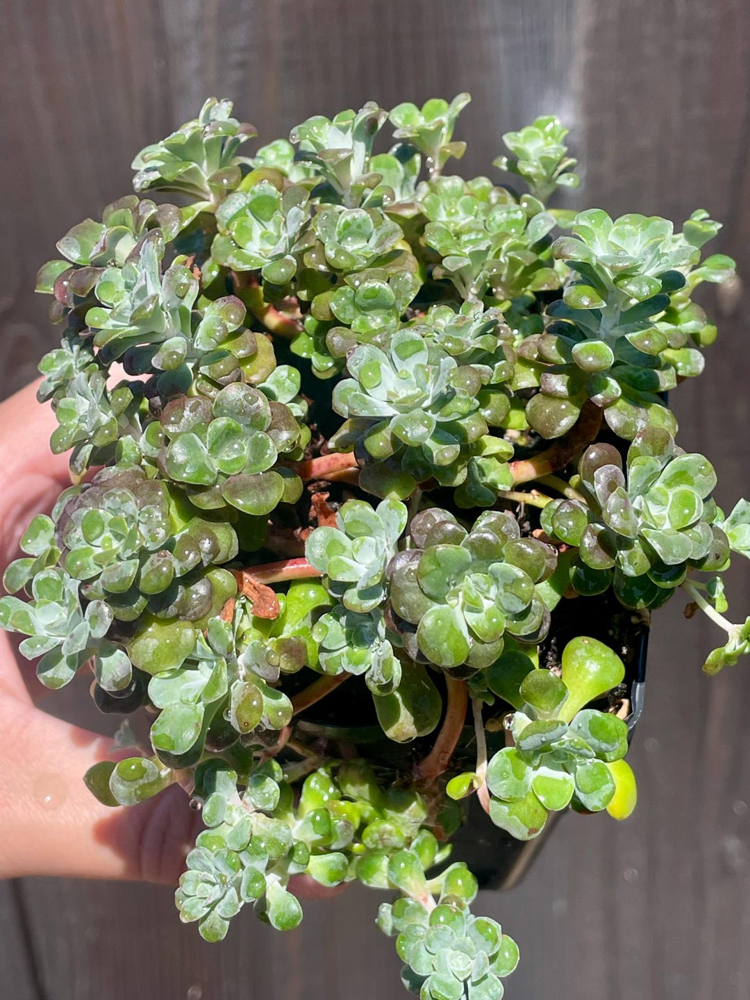 4” Sedum Spathufolium “carnea”, Broadleaf Stonecrop, Perennial ...
