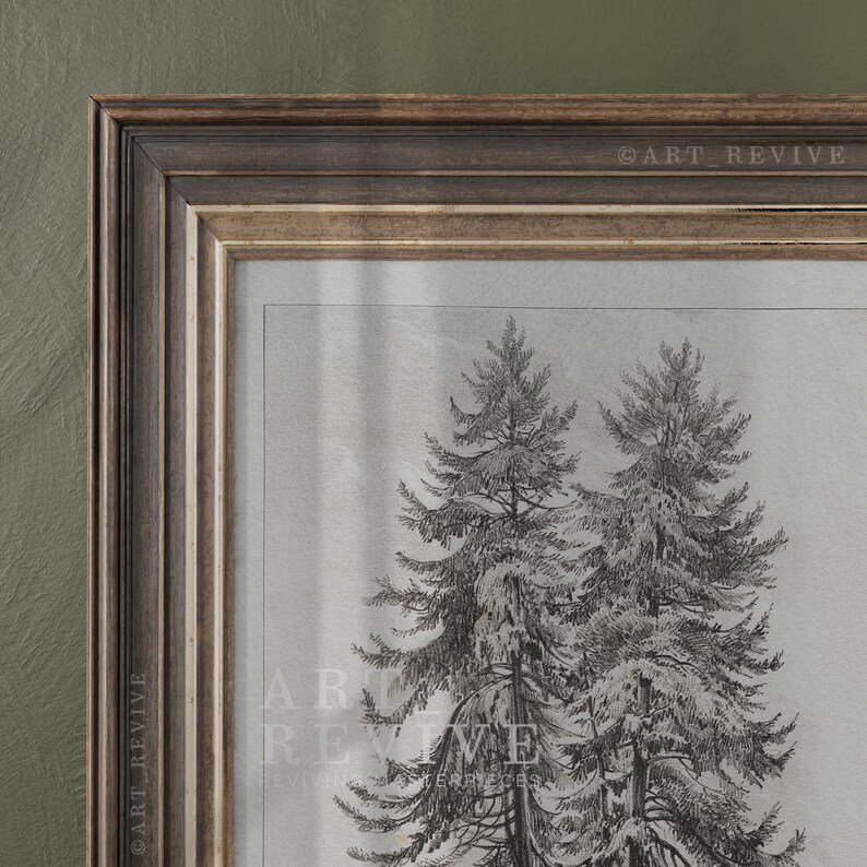 Evergreen Tree Drawing | PRINTABLE | Pencil Sketch | Vintage Landscape ...