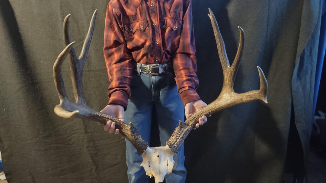 Huge Beautiful 270 Mule Deer Rack 4x5 Buck Grade A Brown Horn Cabin ...