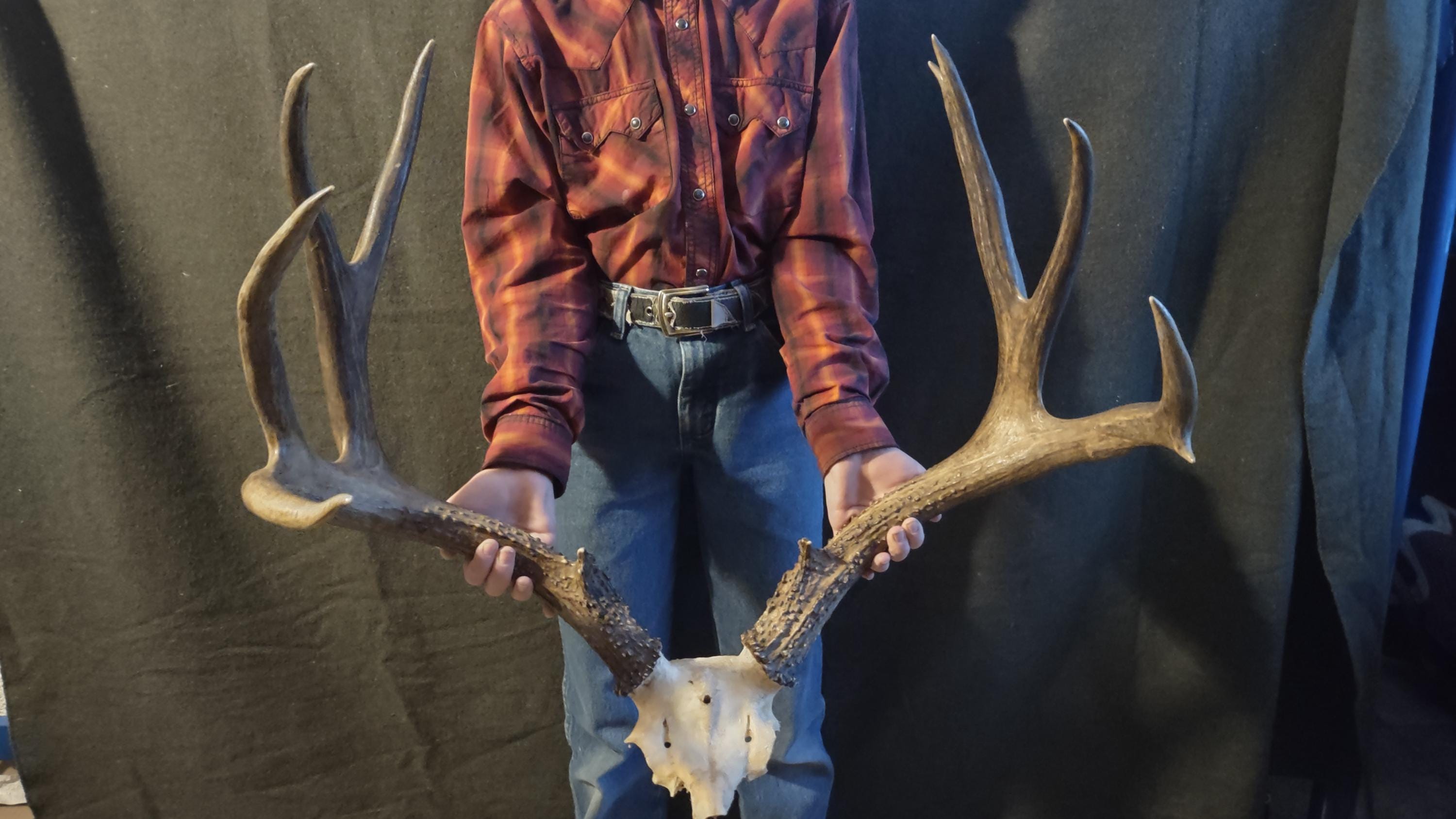 Huge Beautiful 270 Mule Deer Rack 4x5 Buck Grade A Brown Horn Cabin ...
