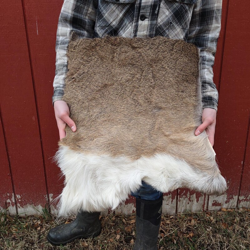 Whitetail Deer Hide - Etsy